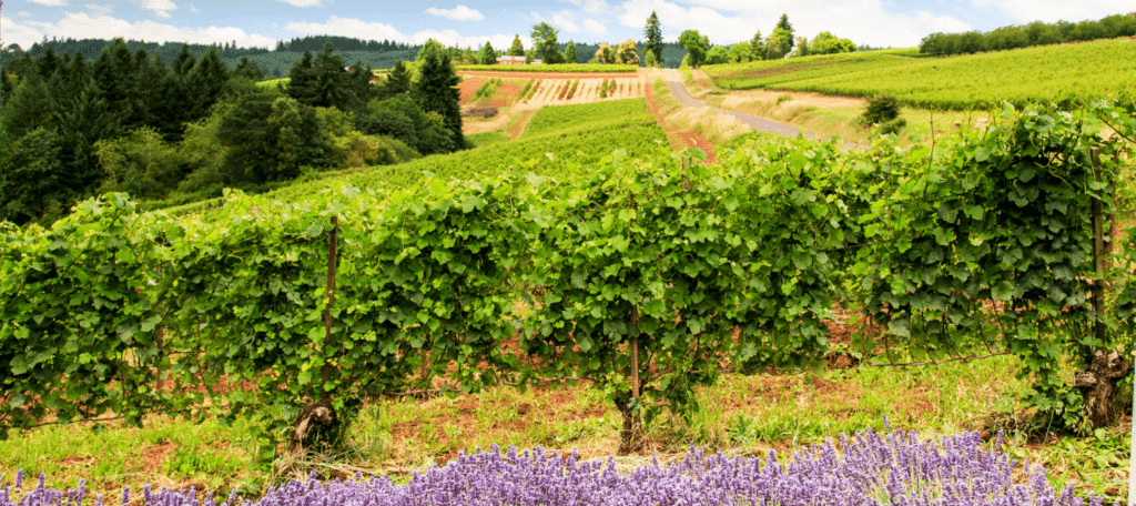 Biologische wijnen om van te genieten: bij Grape 'N' Green